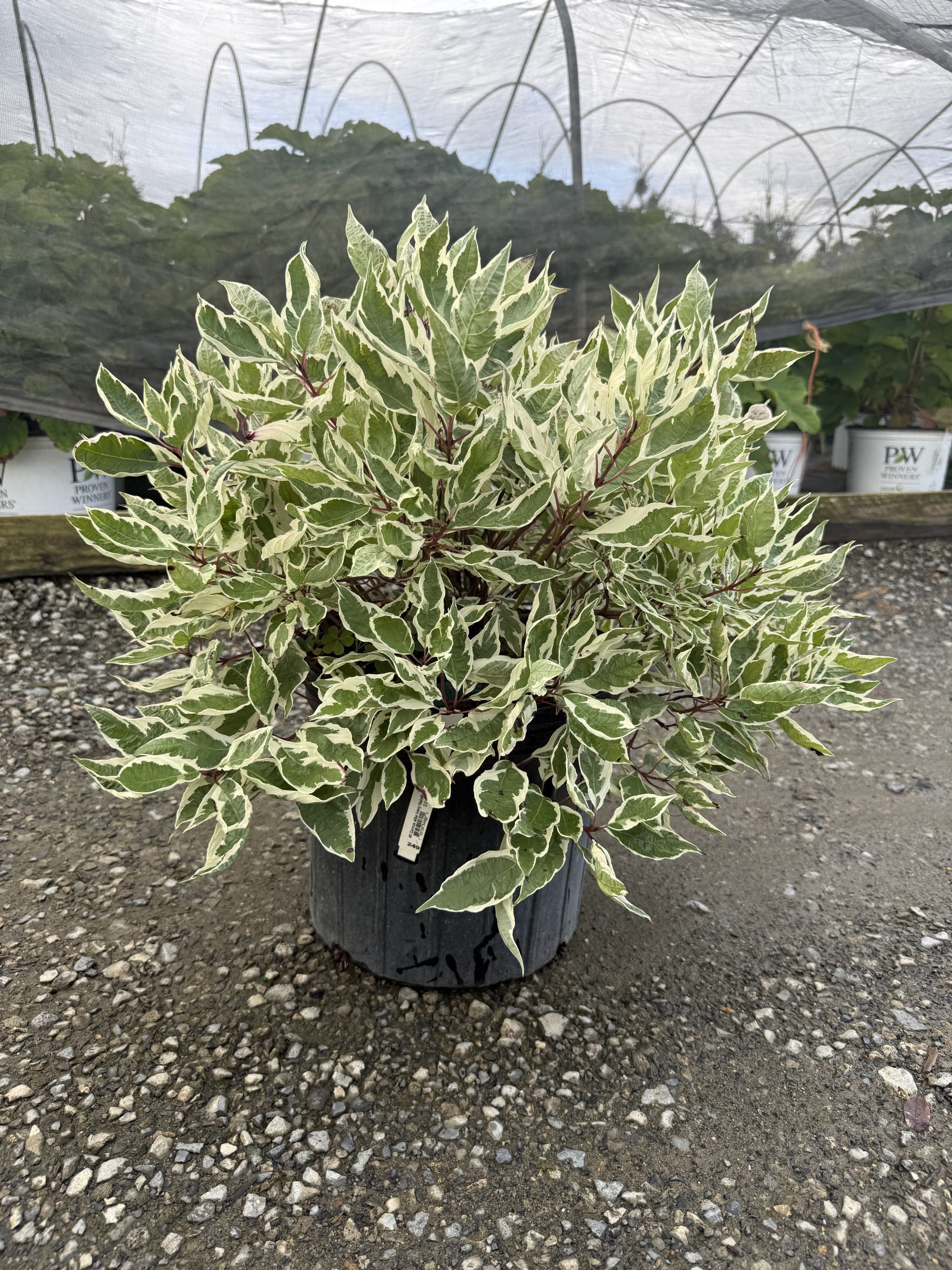 Weekly Availability – Medford Nursery