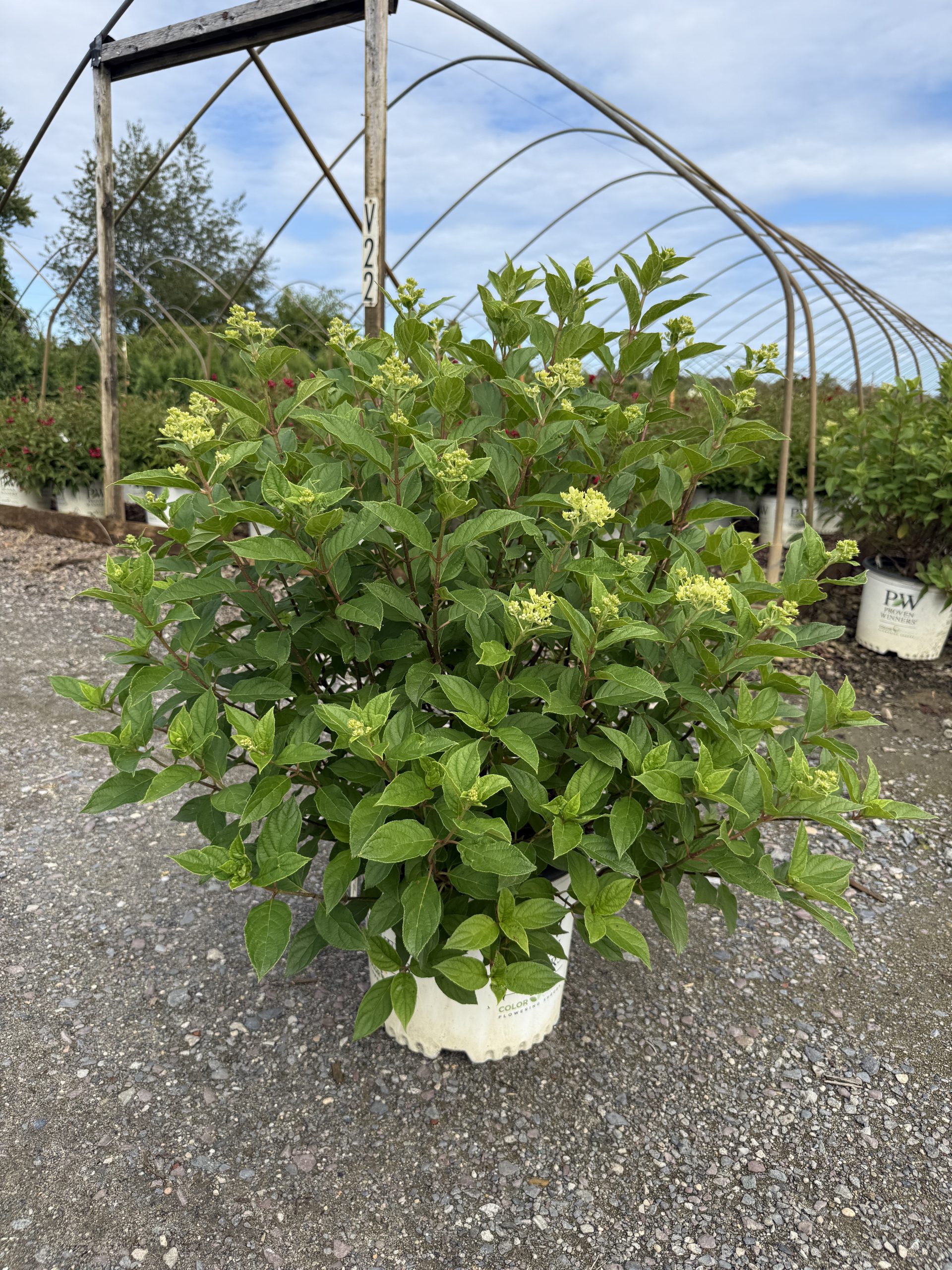 Weekly Availability – Medford Nursery