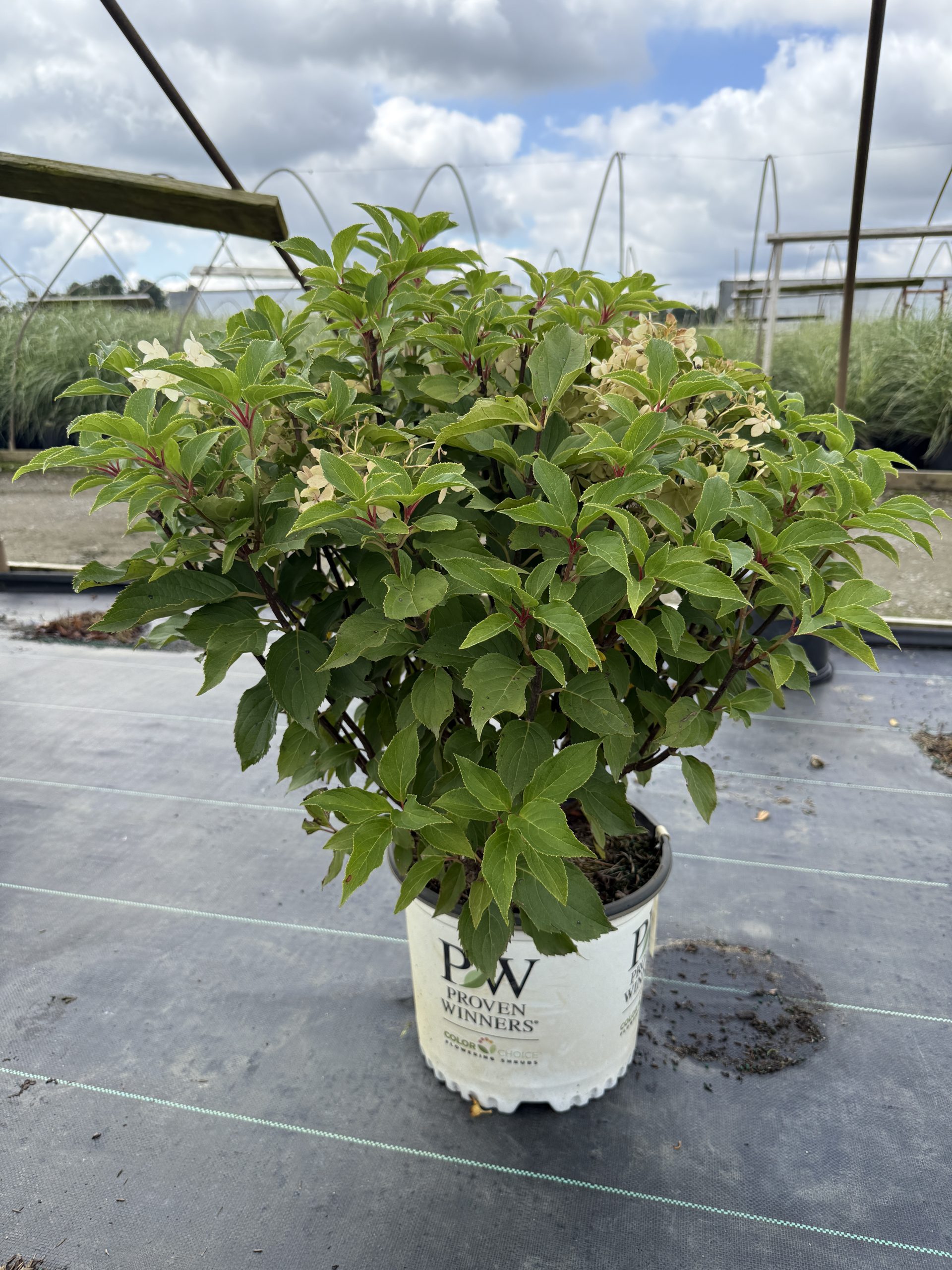 Weekly Availability – Medford Nursery