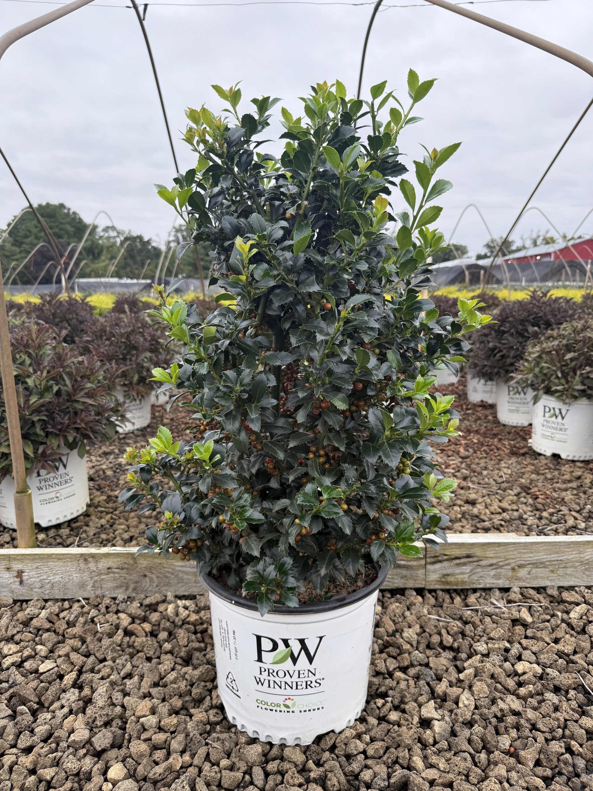 Weekly Availability – Medford Nursery