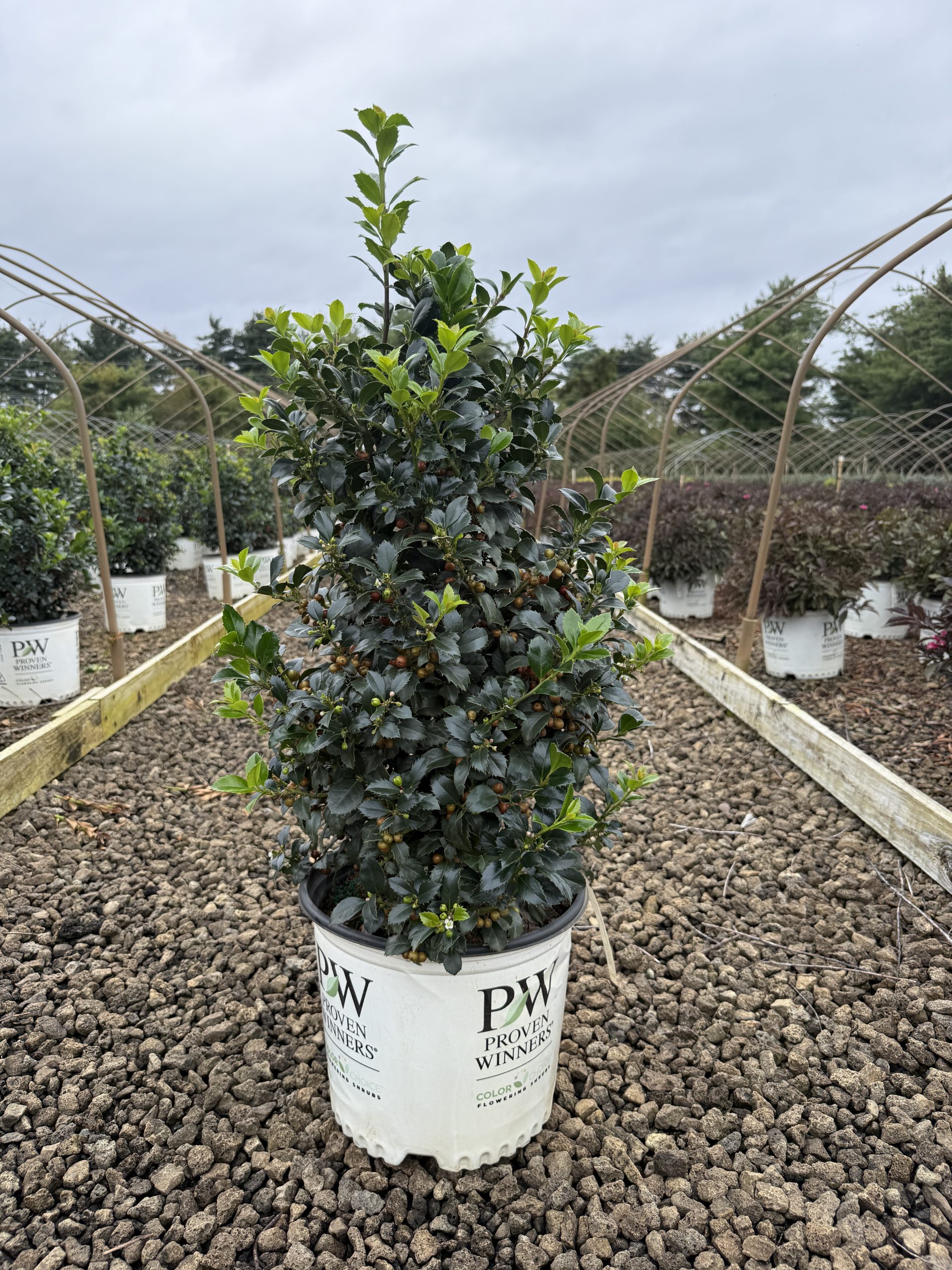 Weekly Availability – Medford Nursery