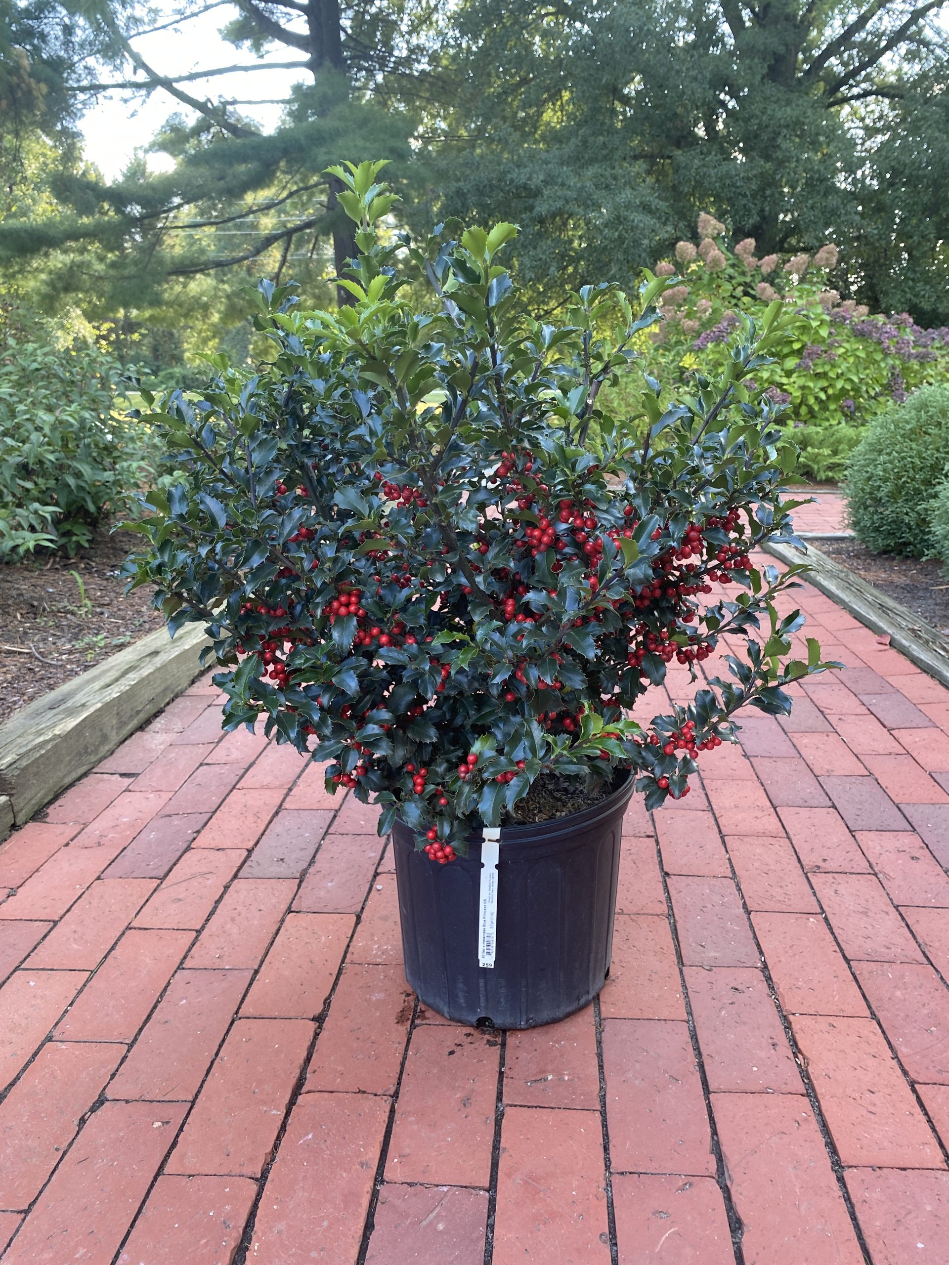 Weekly Availability – Medford Nursery