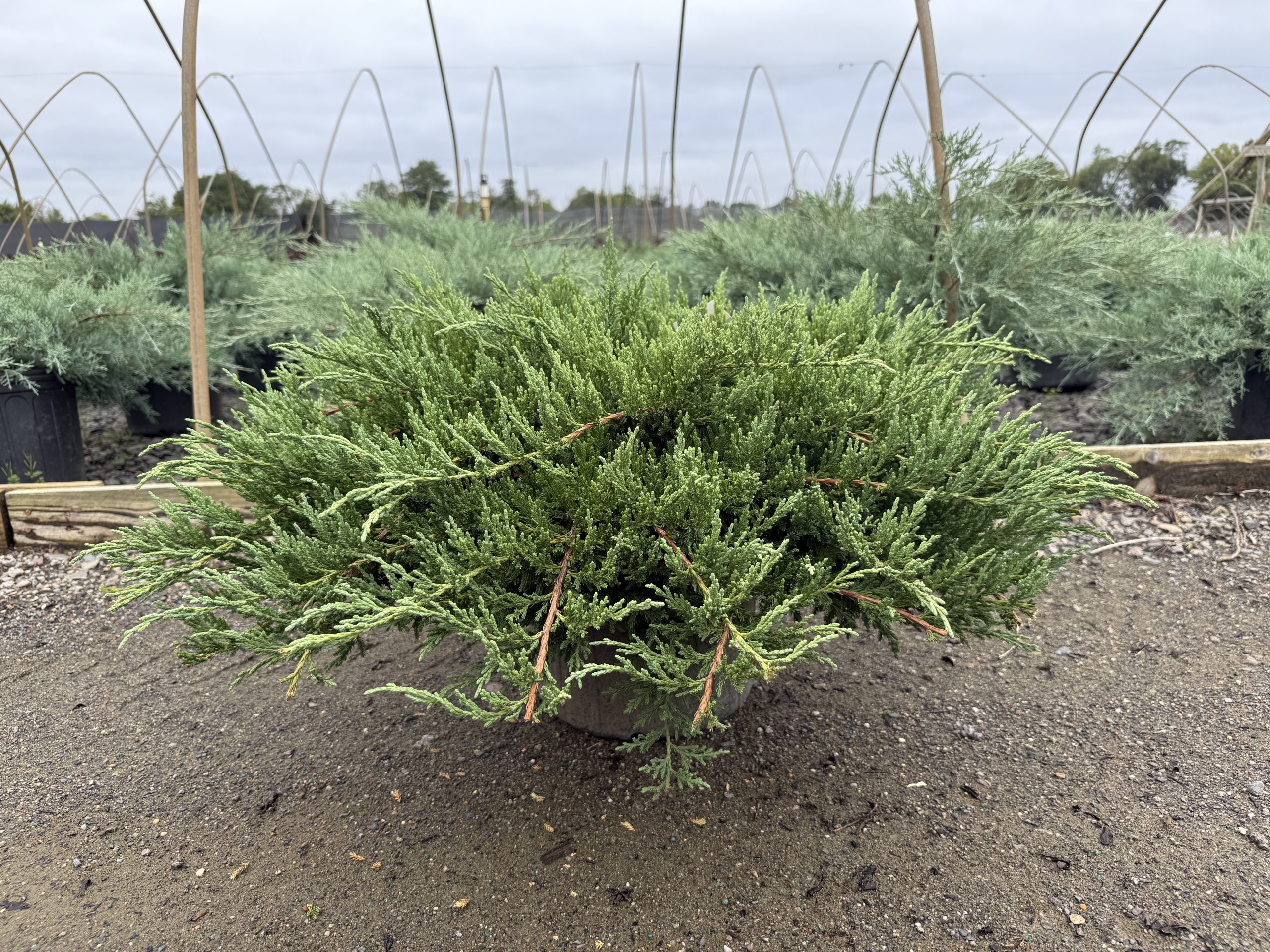 Weekly Availability – Medford Nursery
