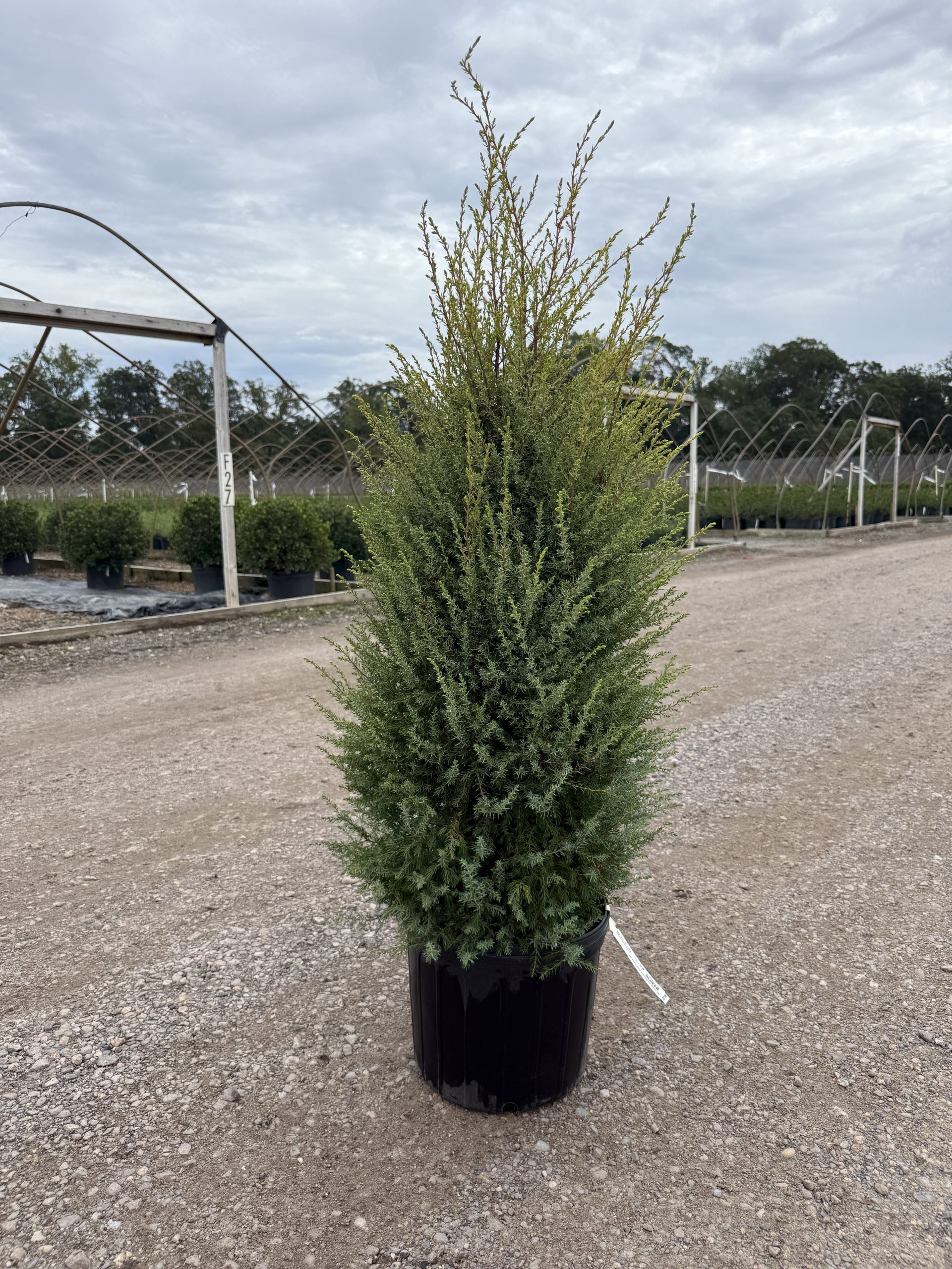 Weekly Availability – Medford Nursery