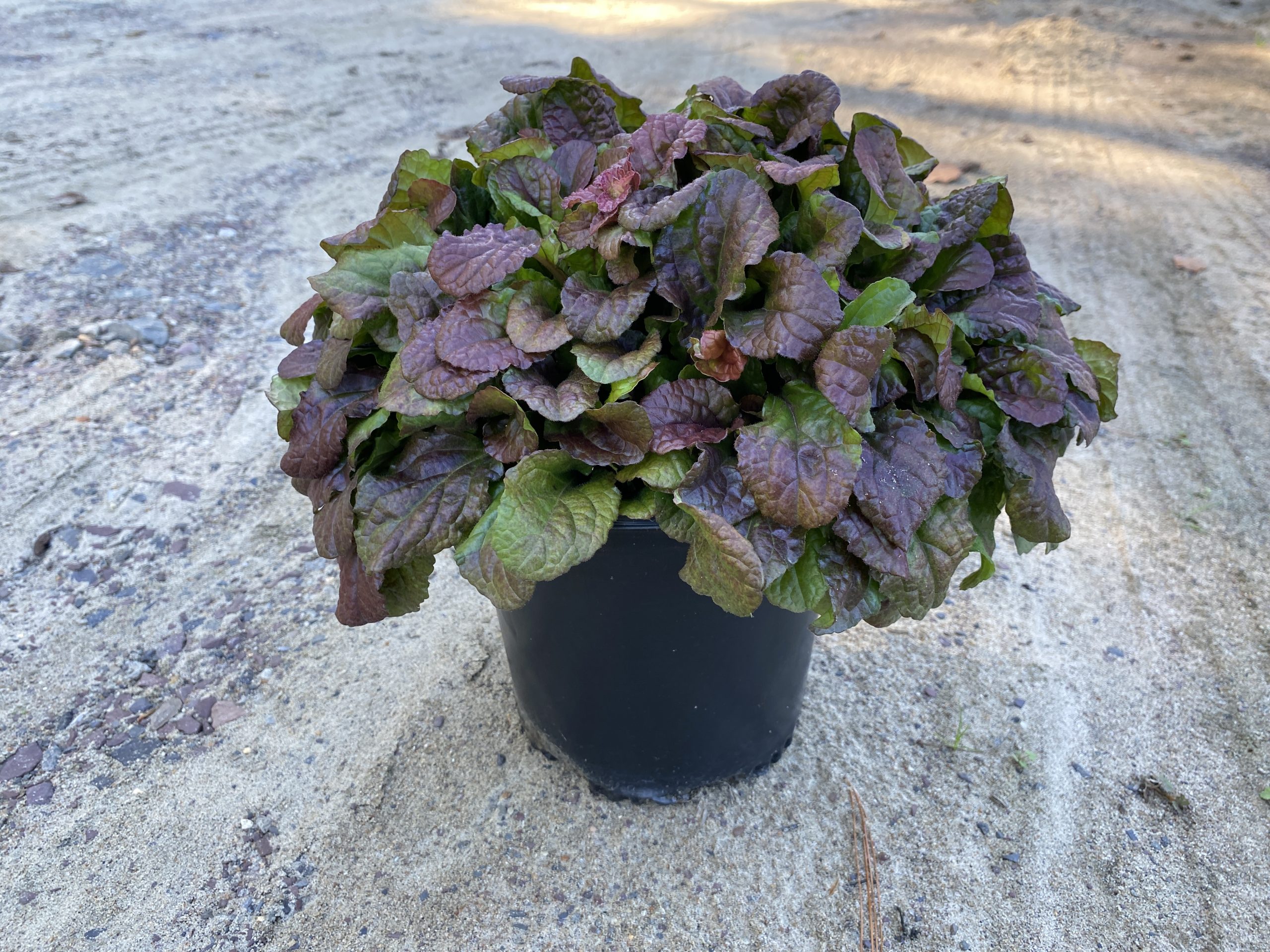 Weekly Availability – Medford Nursery