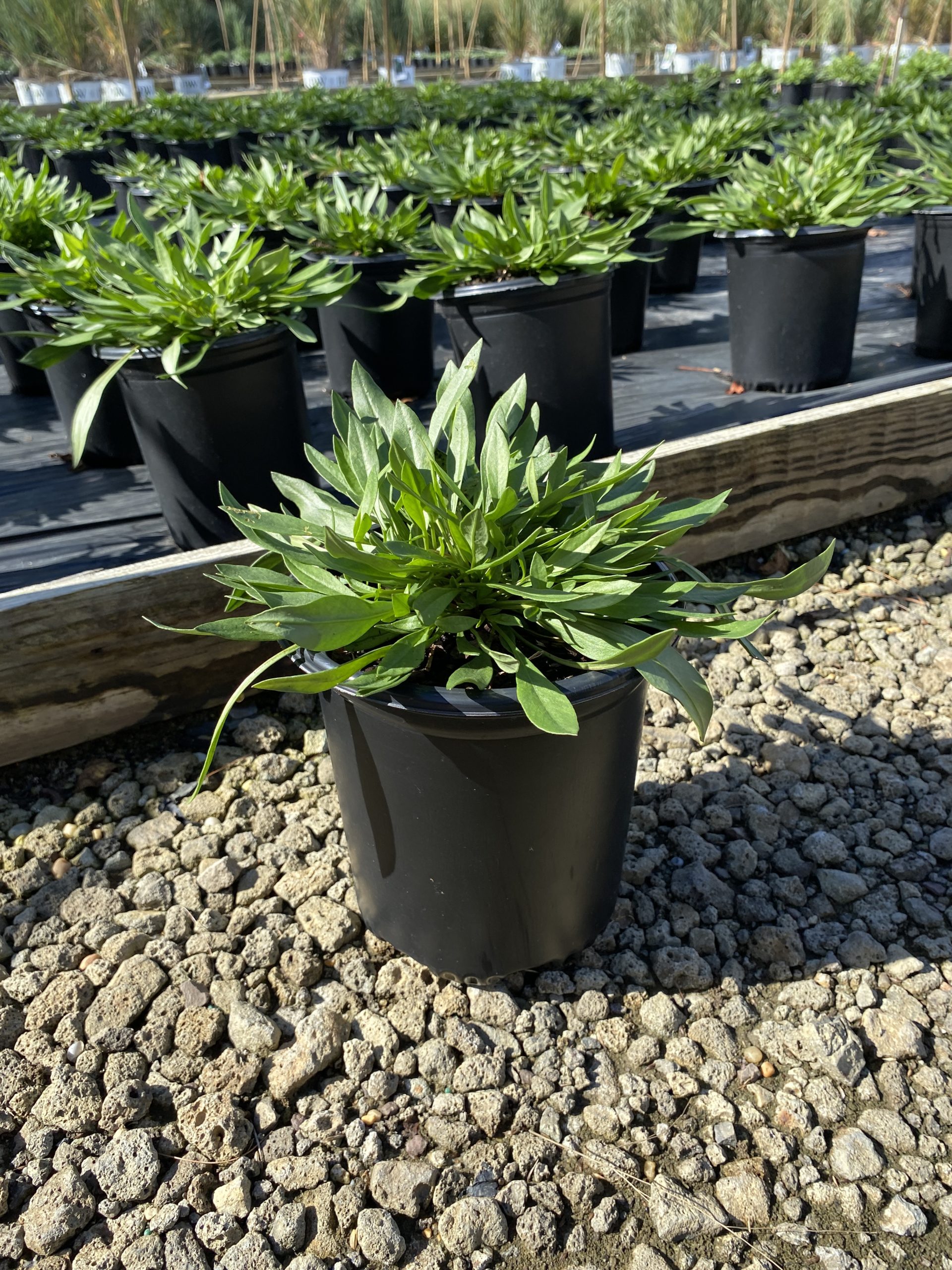 Weekly Availability – Medford Nursery